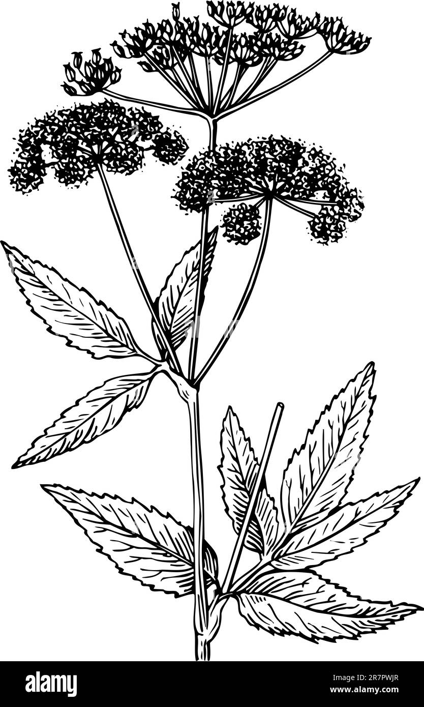 On the garden ground Black and White Stock Photos & Images - Alamy