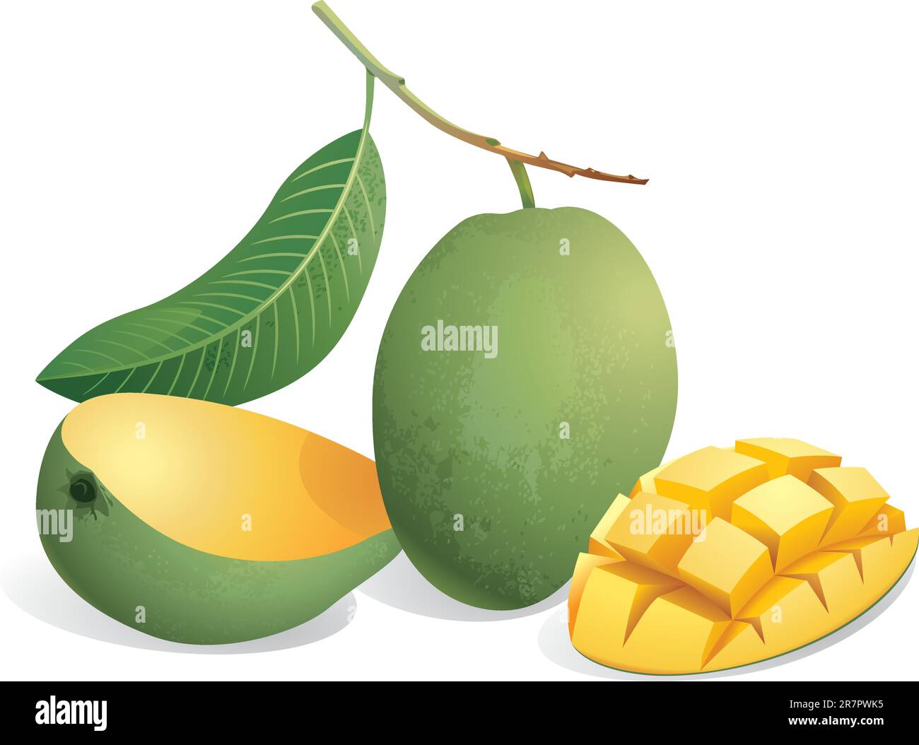 Realistic vector illustration of mangoes and a sliced mango Stock ...