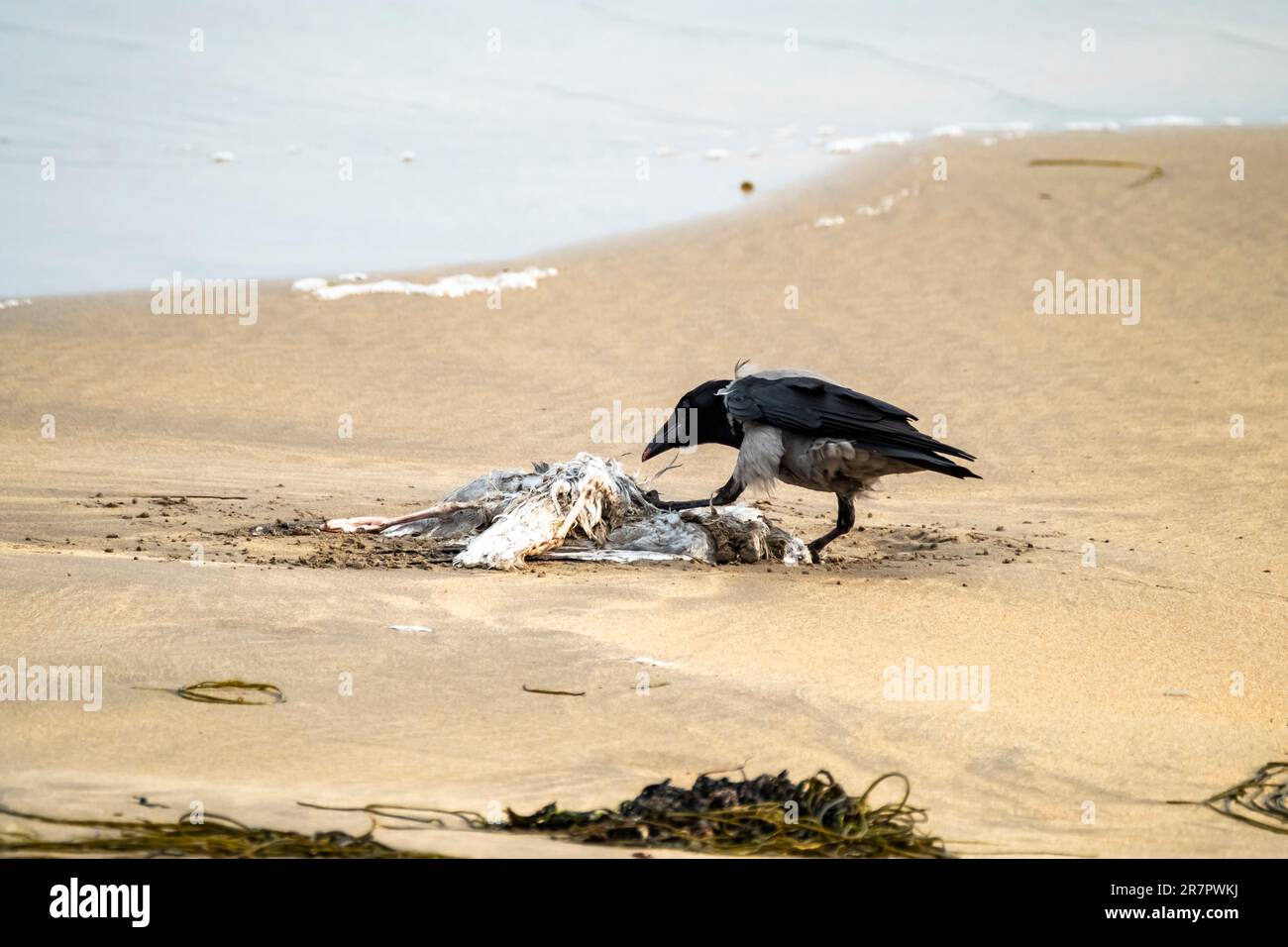 Crow eating a seagull on a sandy beach in Ireland Stock Photo - Alamy