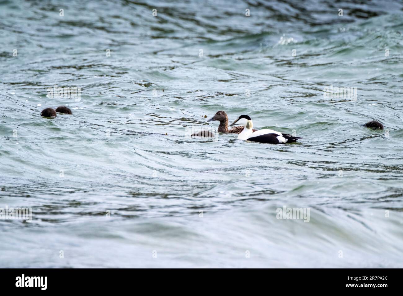 Common eider female bird swim hi-res stock photography and images - Alamy