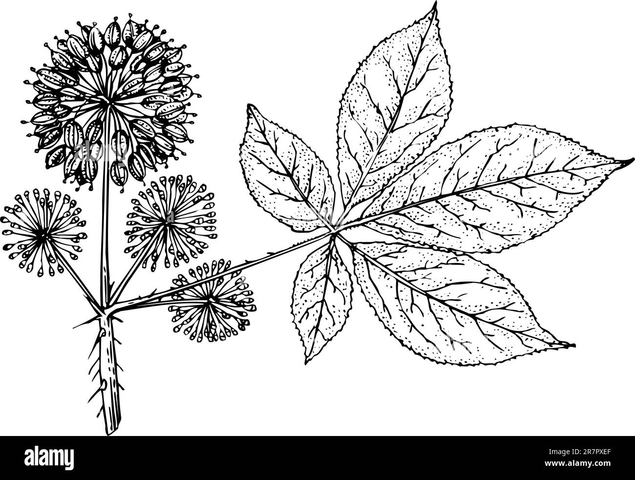 Eleutherococcus isolated on white Stock Vector Image & Art - Alamy