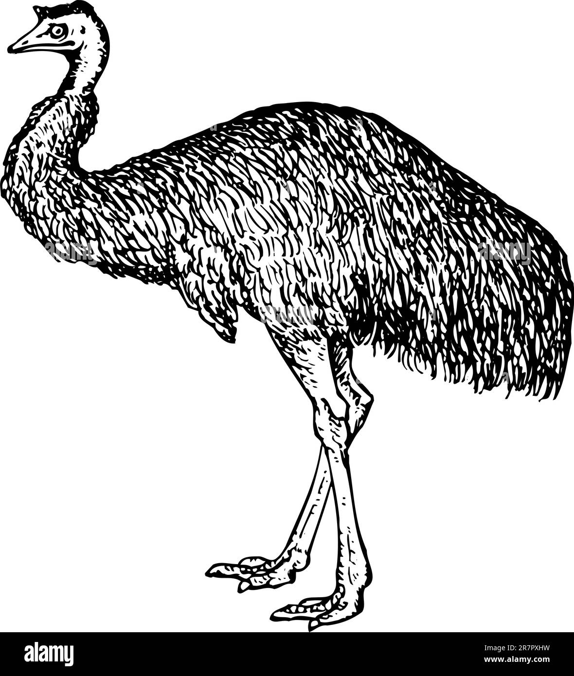 Meat leg isolated on Black and White Stock Photos & Images - Alamy