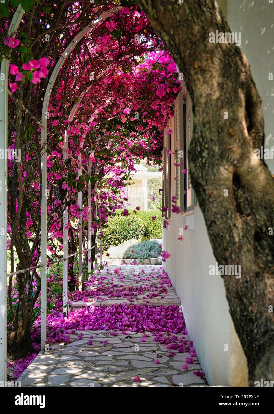 A winding pathway lined with vibrant pink flowers, near the white brick ...