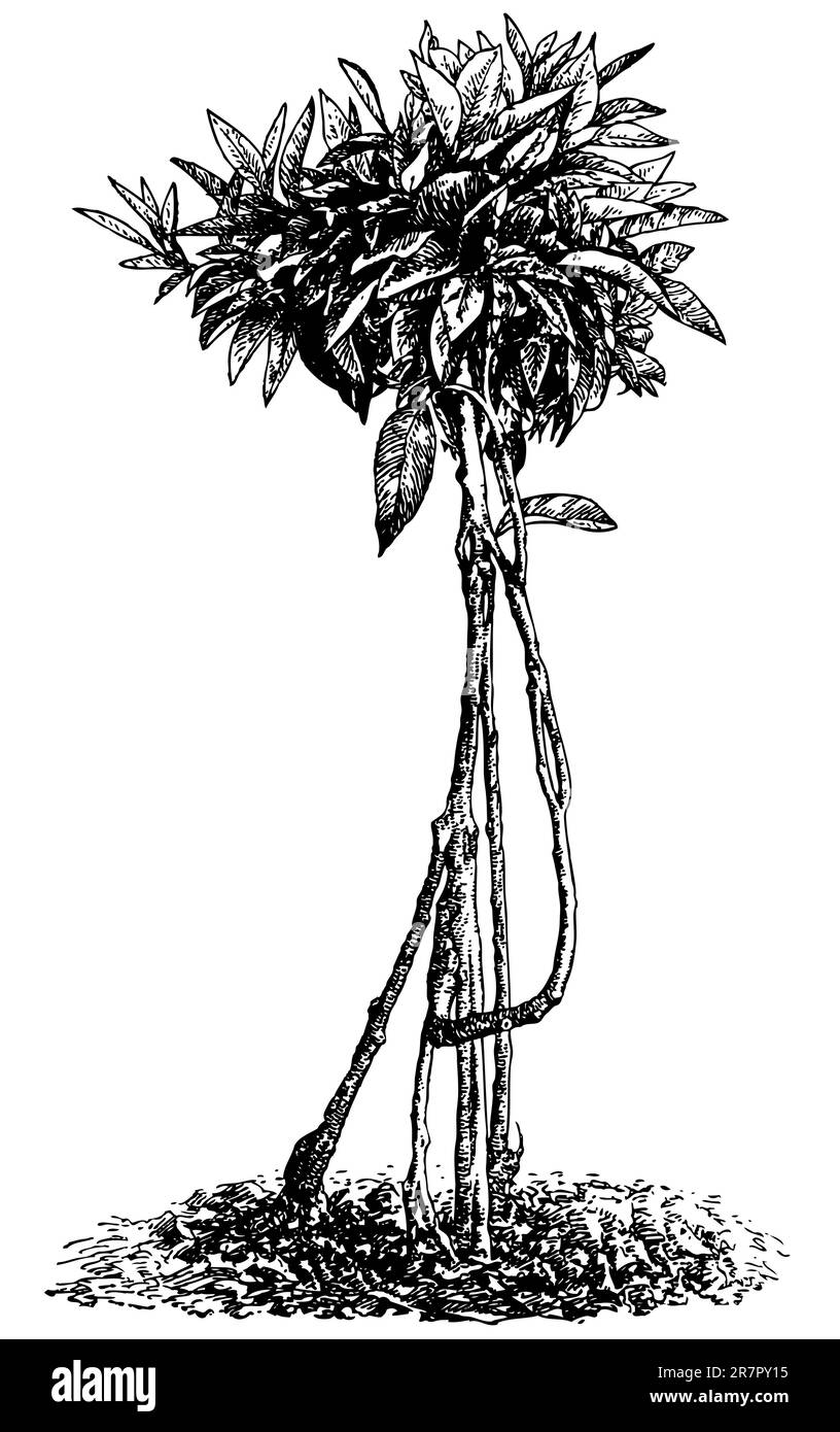 Garden bush isolated Stock Vector Images - Alamy