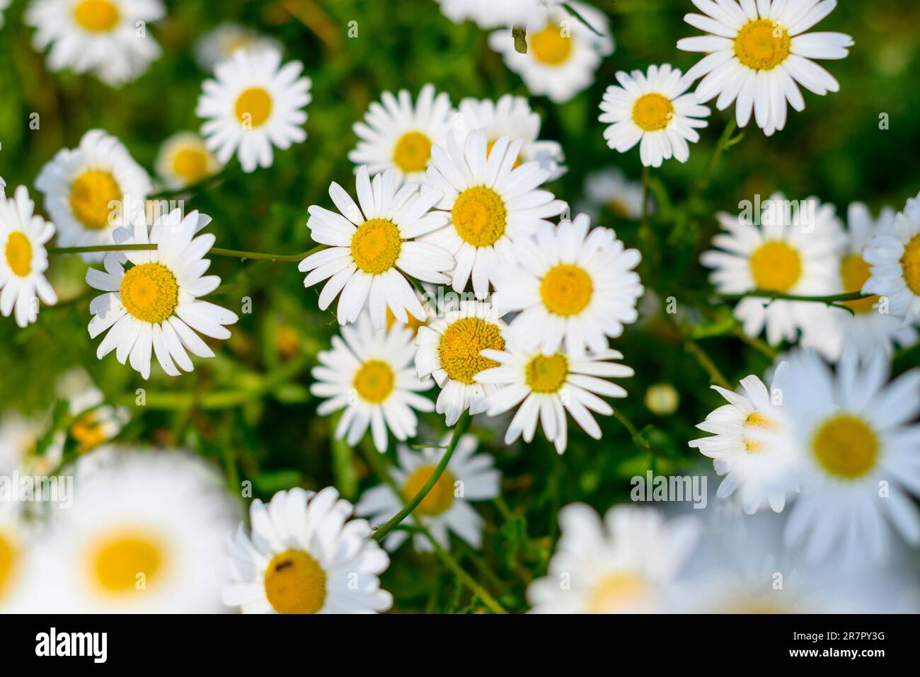 Leucanthemum vulgare oxeye daisy hi-res stock photography and images ...