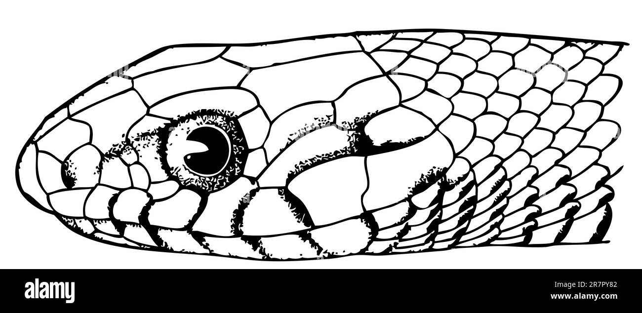 Head of snake isolated on white Stock Vector Image & Art - Alamy