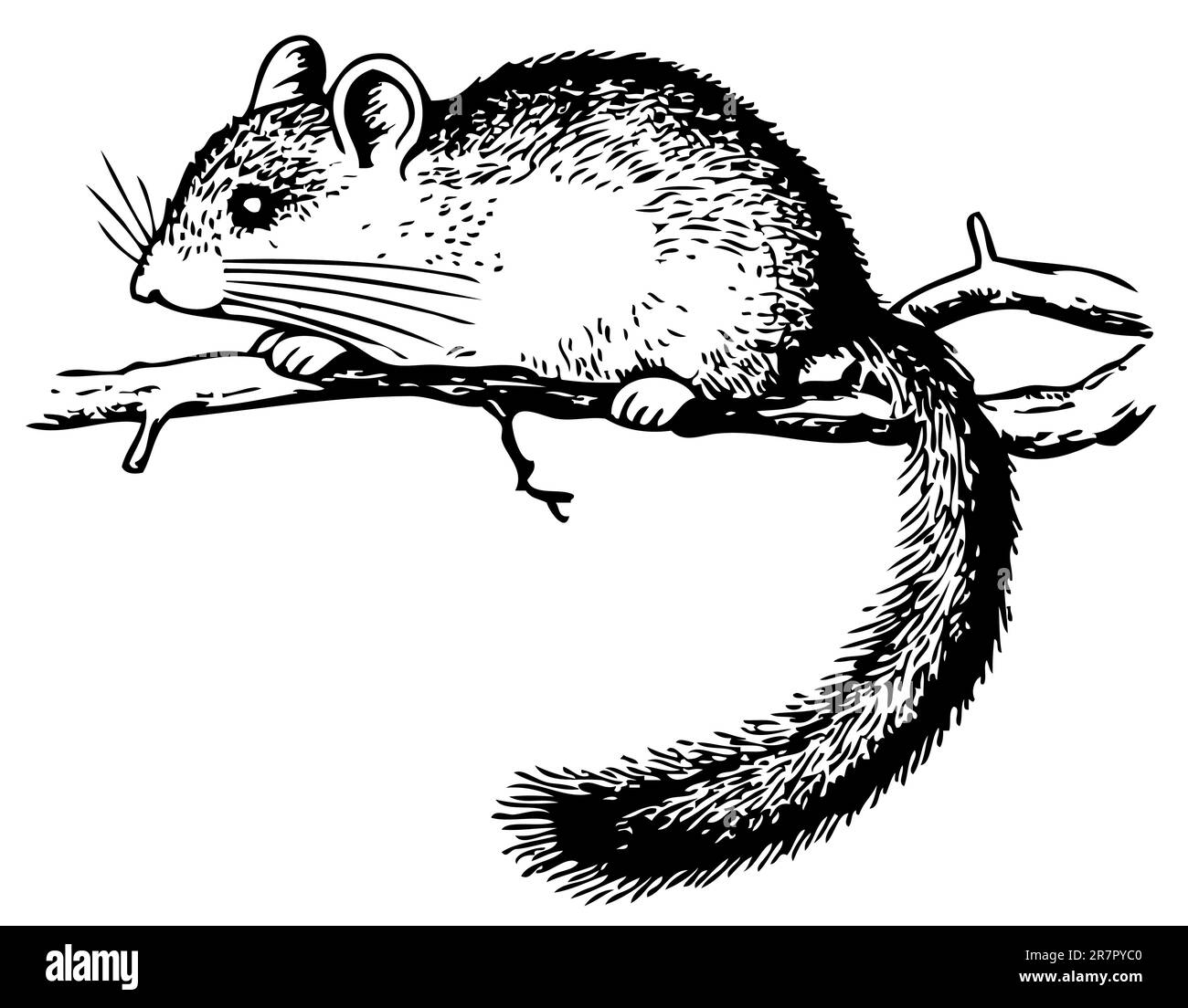 Edible Black and White Stock Photos & Images - Alamy