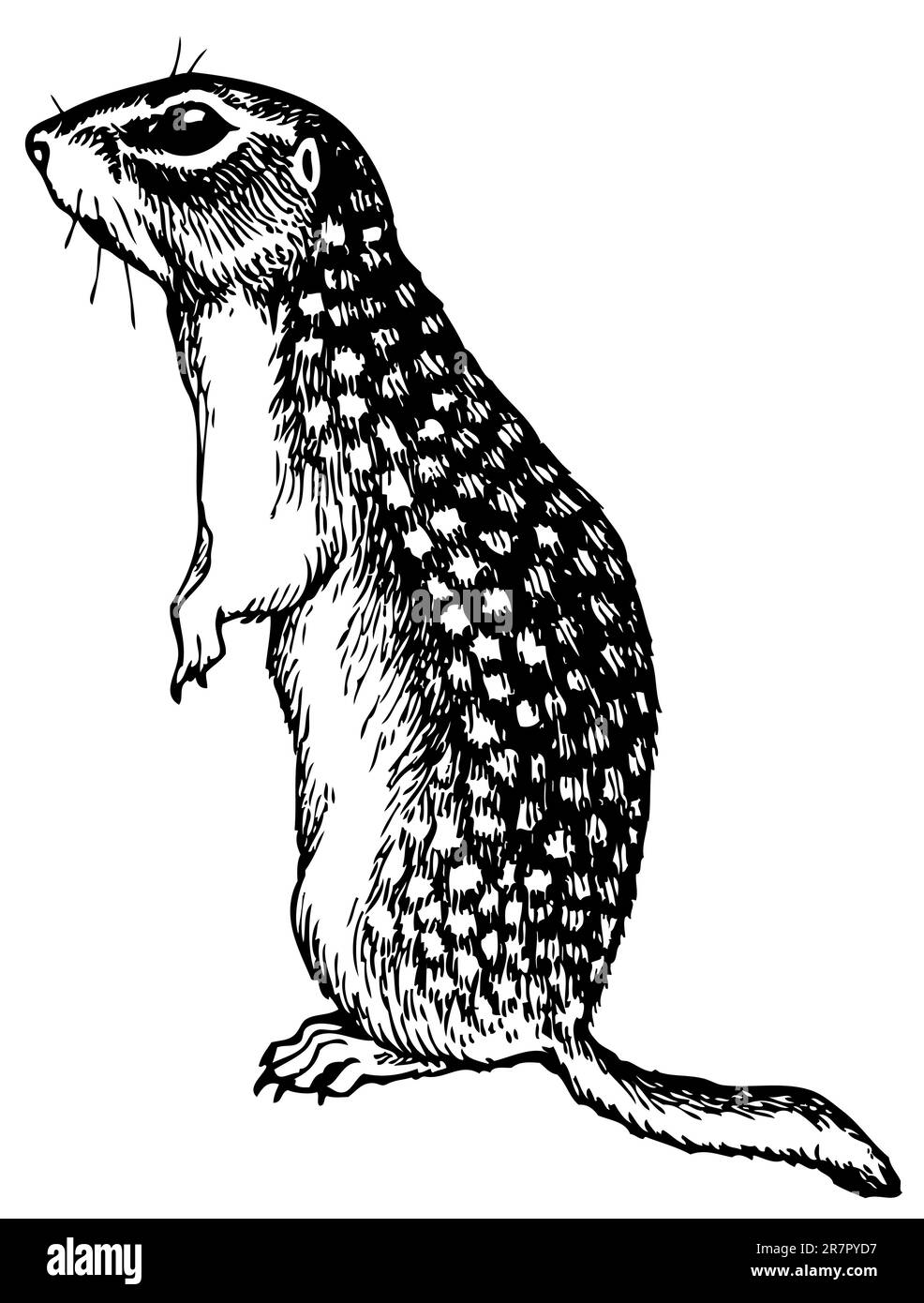 Standing gopher Stock Vector Images - Alamy