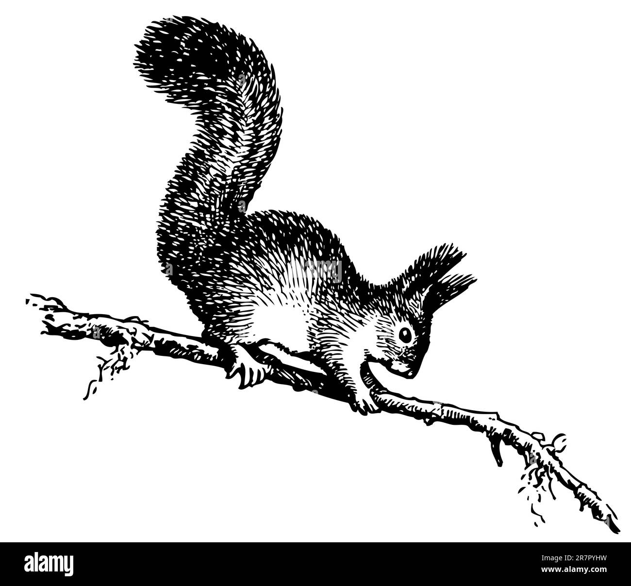 Squirrel on branch tree Stock Vector Images - Alamy