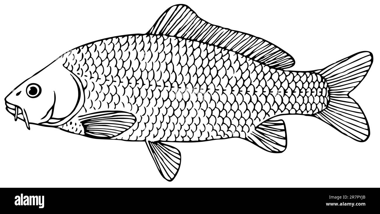 Prussian carp Stock Vector Images - Alamy