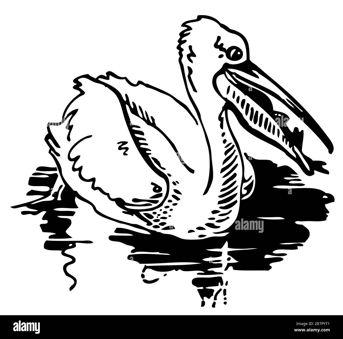 Pelican on the water Stock Vector Image & Art - Alamy