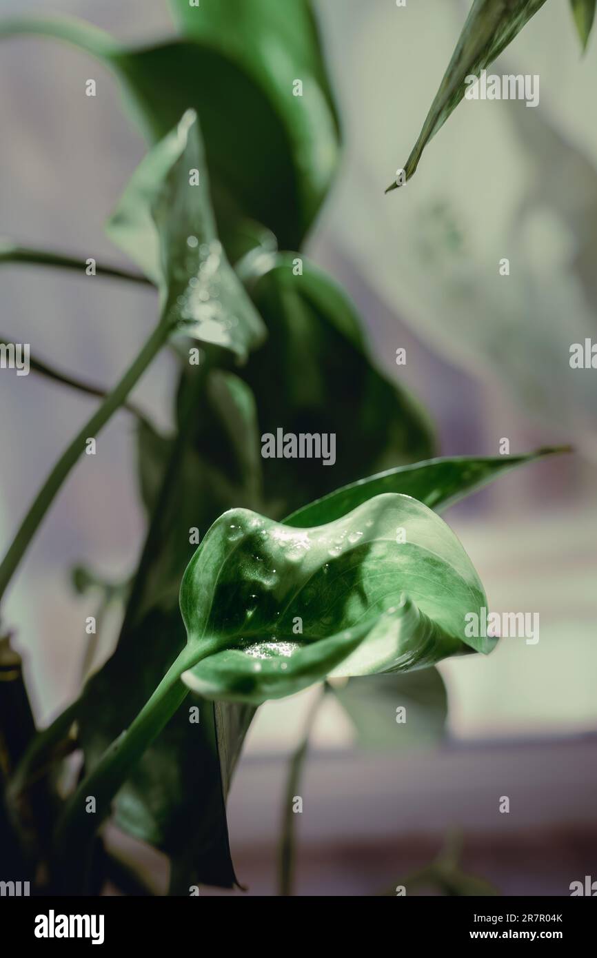 Engaging closeups showcasing the diverse textures and colors of indoor ...