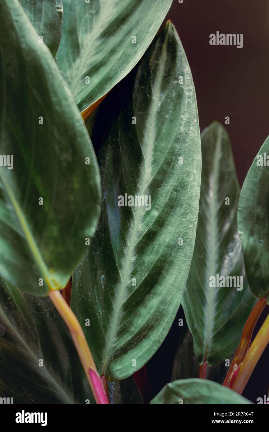 Engaging closeups showcasing the diverse textures and colors of indoor ...