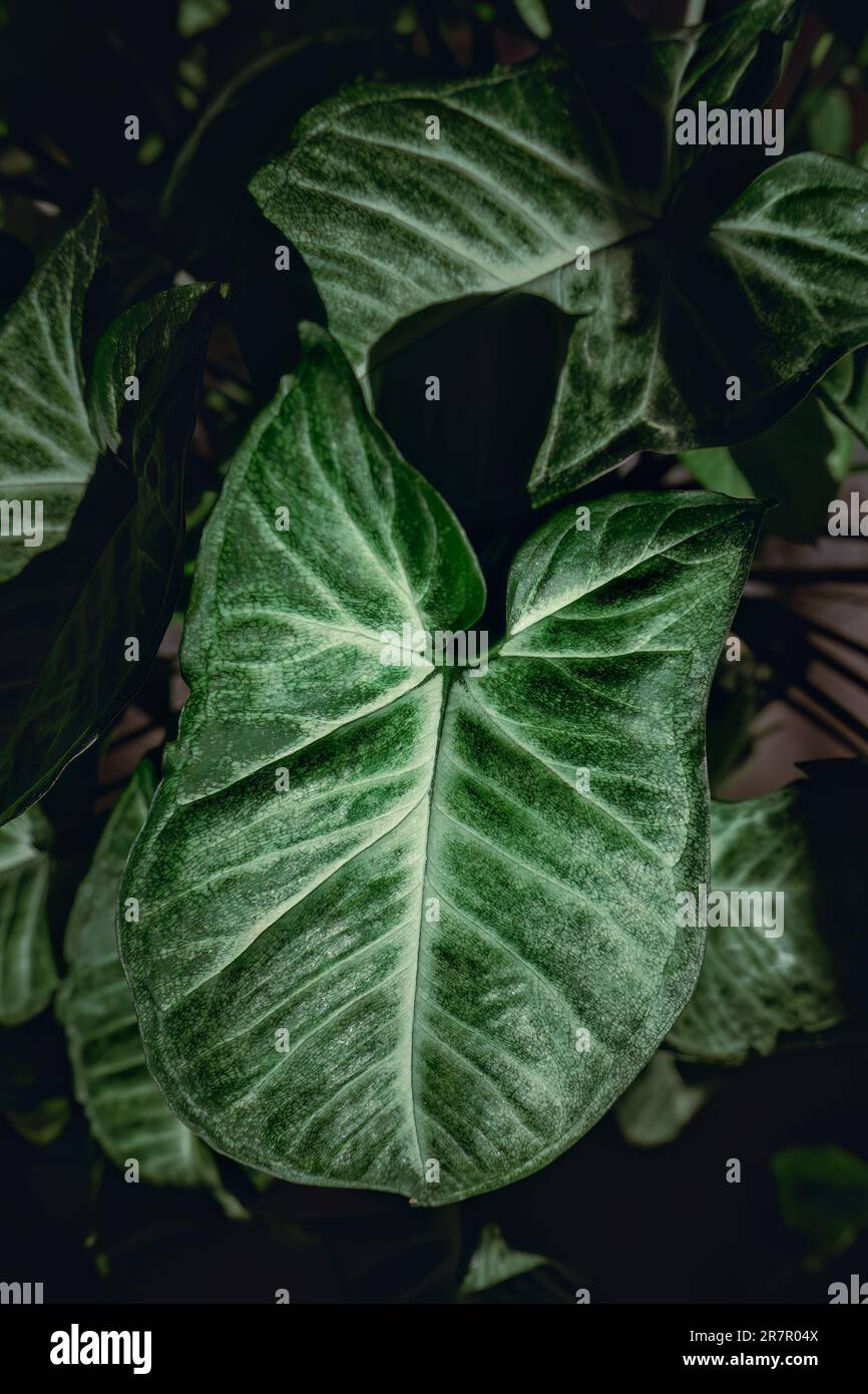 Tricolor nephthytis hi-res stock photography and images - Alamy