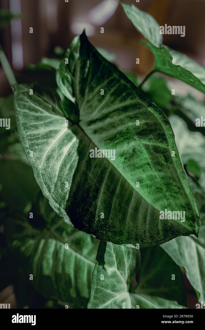 Tricolor nephthytis hi-res stock photography and images - Alamy
