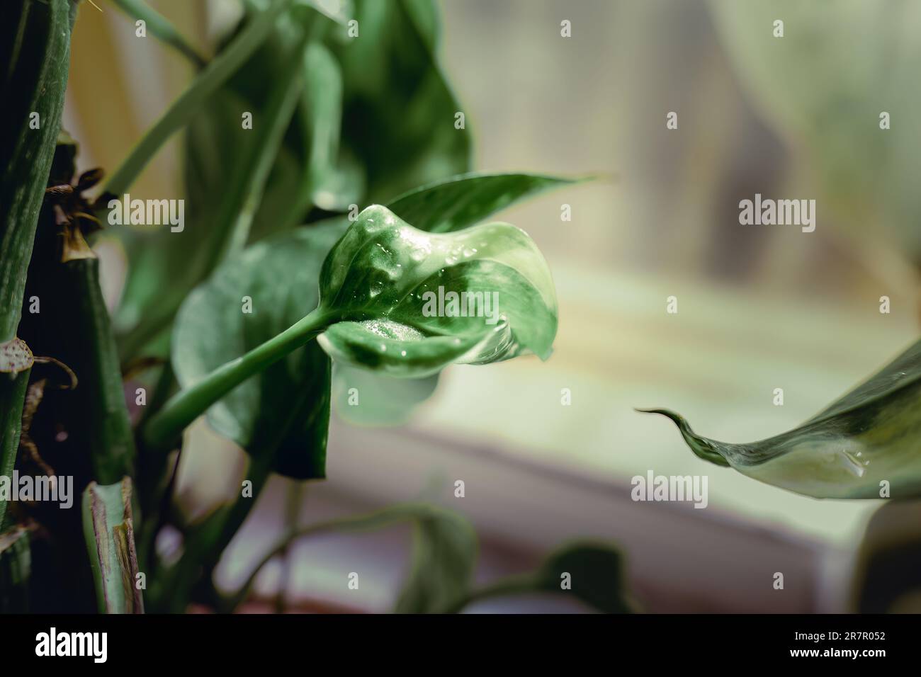 Engaging closeups showcasing the diverse textures and colors of indoor ...