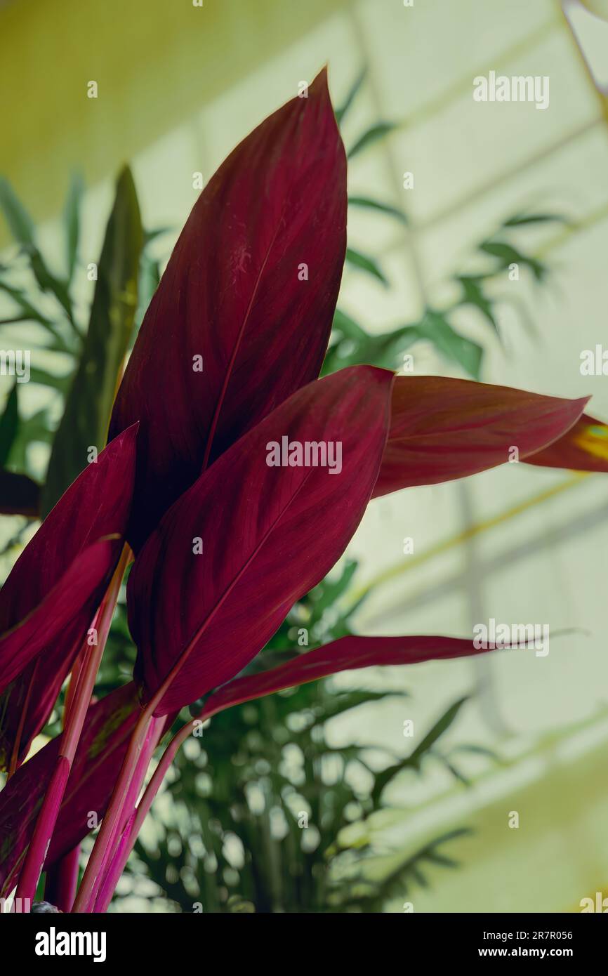 Engaging closeups showcasing the diverse textures and colors of indoor ...