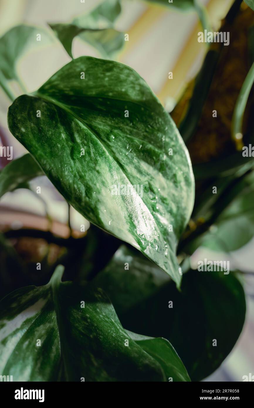 Engaging closeups showcasing the diverse textures and colors of indoor ...