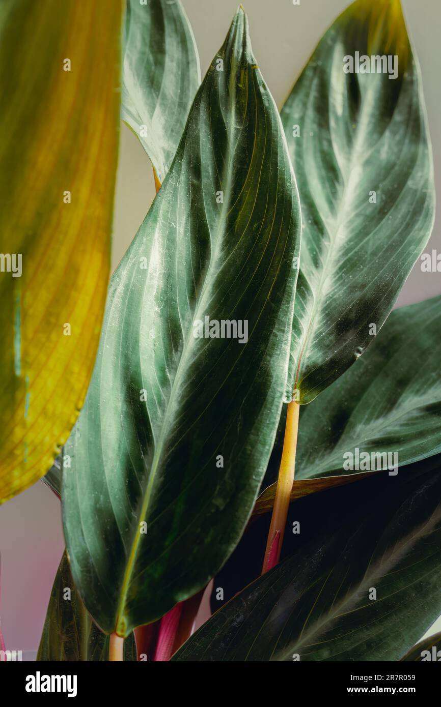 Engaging closeups showcasing the diverse textures and colors of indoor ...