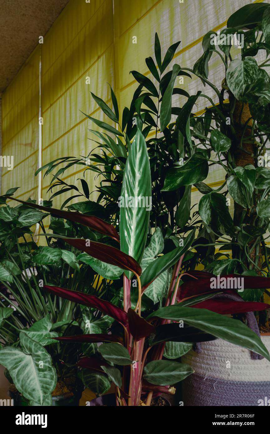 Engaging closeups showcasing the diverse textures and colors of indoor ...