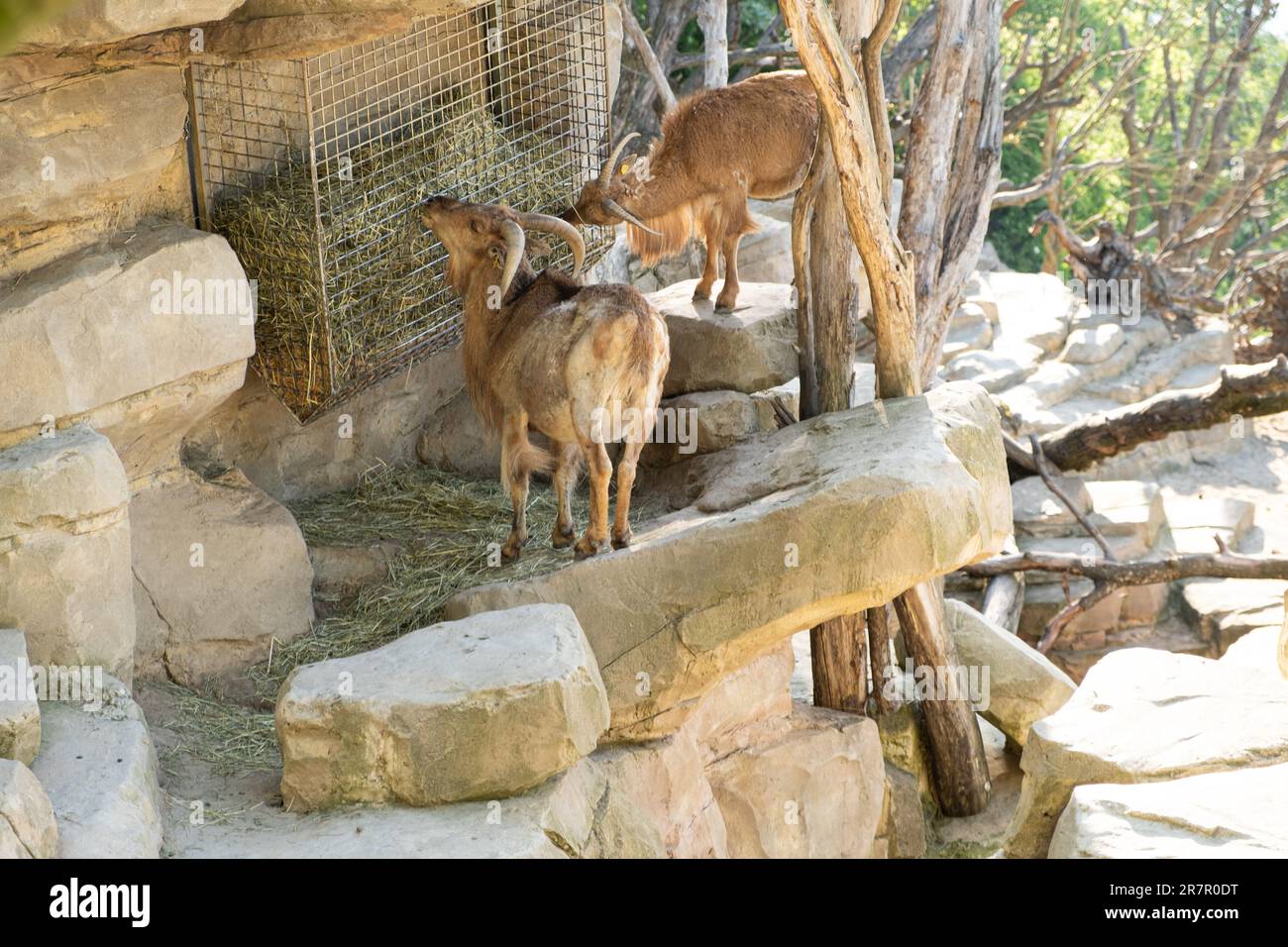 Two horned brown goats eating hay from a feeder at the zoo Stock Photo ...