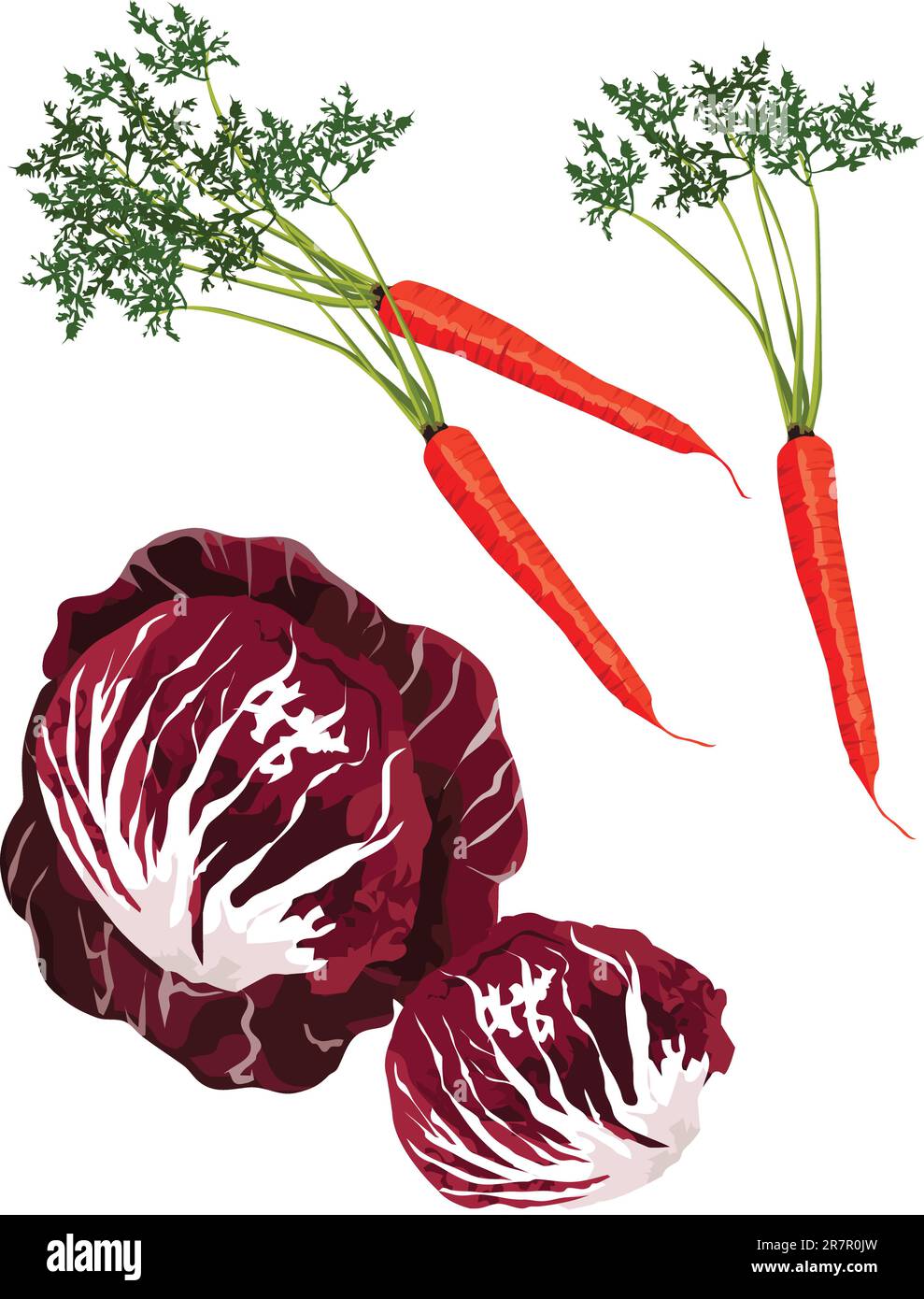 Clip-arts of red cabbage and carrots on white background Stock Vector ...