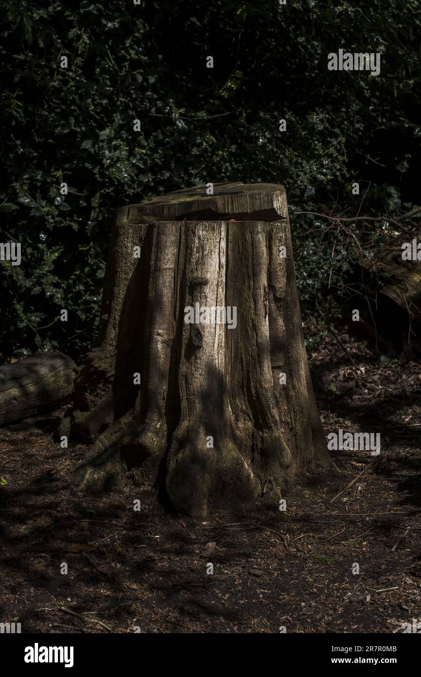 Plants without roots hi-res stock photography and images - Alamy