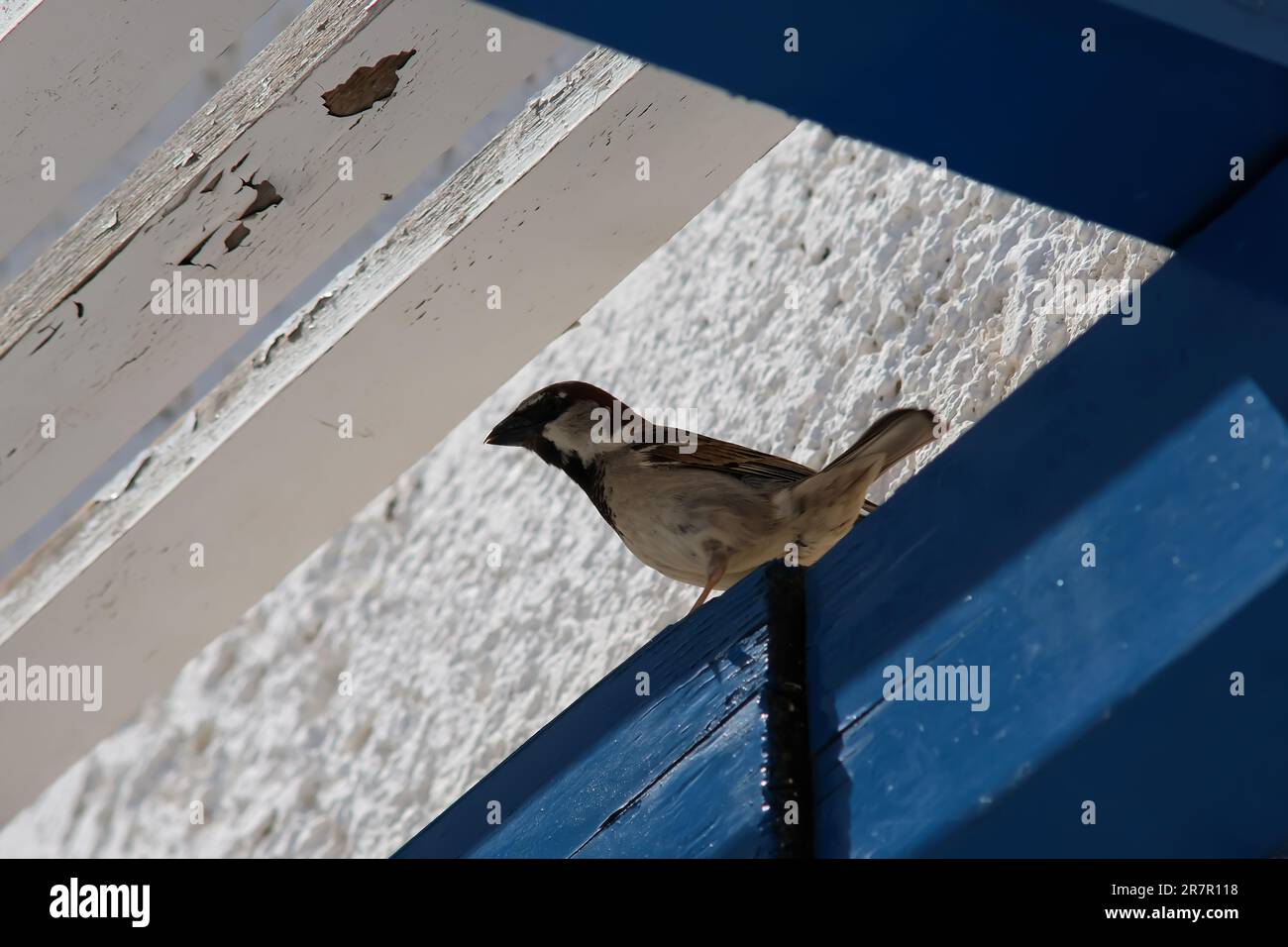 View of a single sparrow sitting on a roof Stock Photo - Alamy