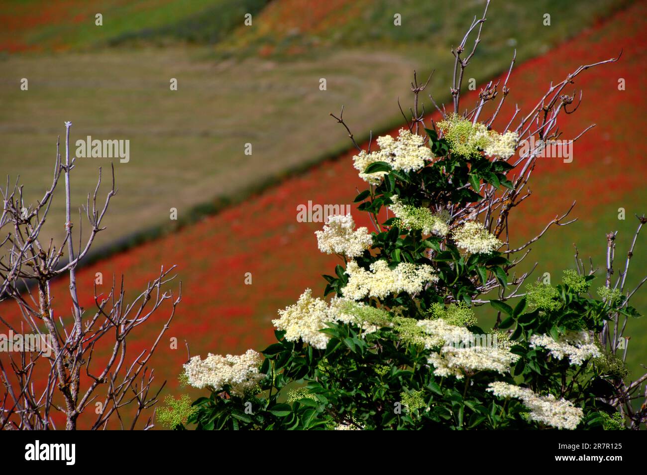 Sambuco di sambuco hi-res stock photography and images - Alamy