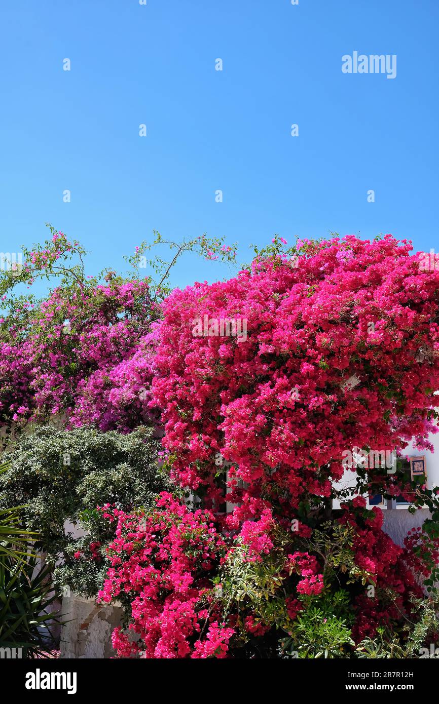 Beautiful red and purple Bougainvillea flower tree in Ios Greece Stock ...