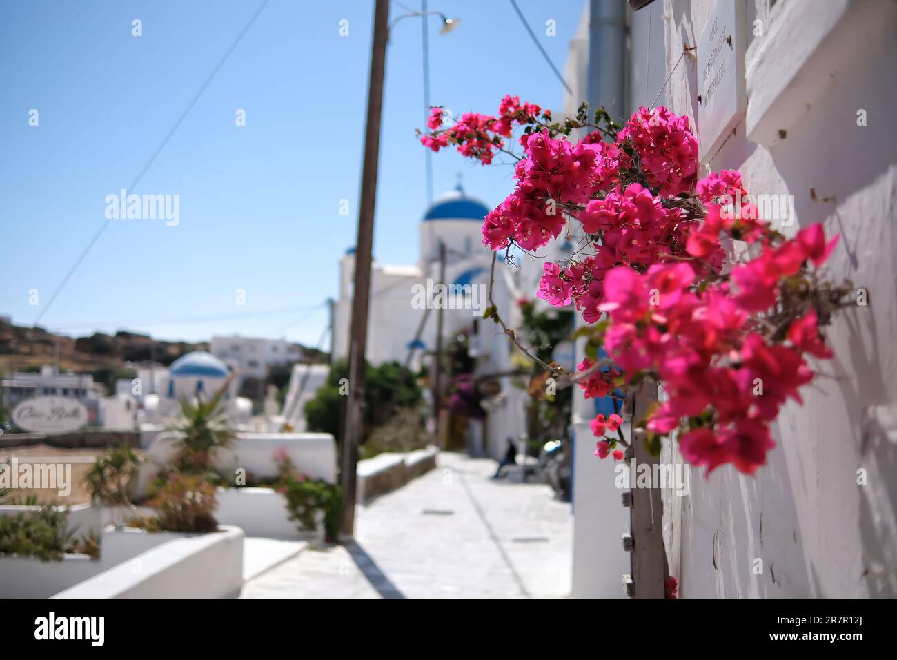 Beautiful red and purple Bougainvillea flower tree in Ios Greece Stock ...