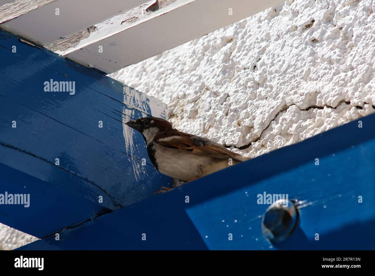 View of a single sparrow sitting on a roof Stock Photo - Alamy