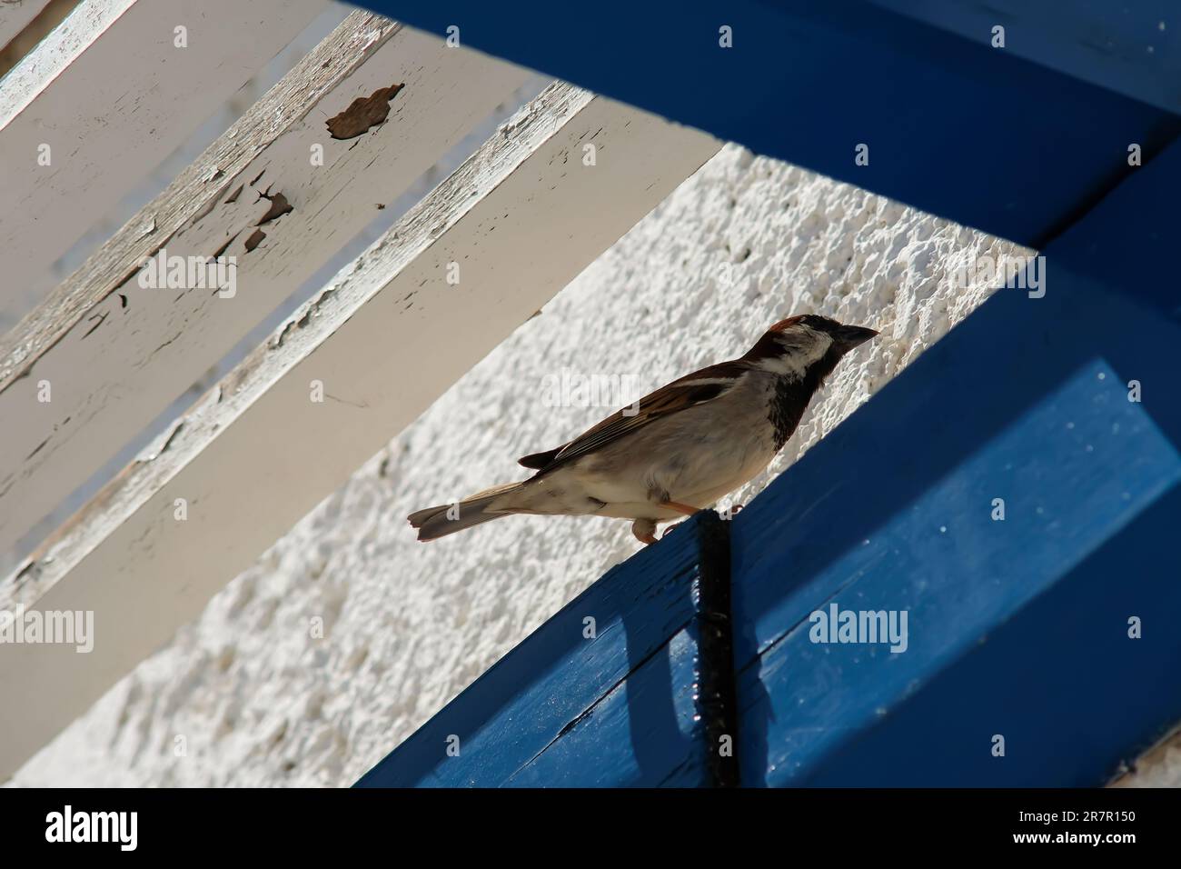 View of a single sparrow sitting on a roof Stock Photo - Alamy