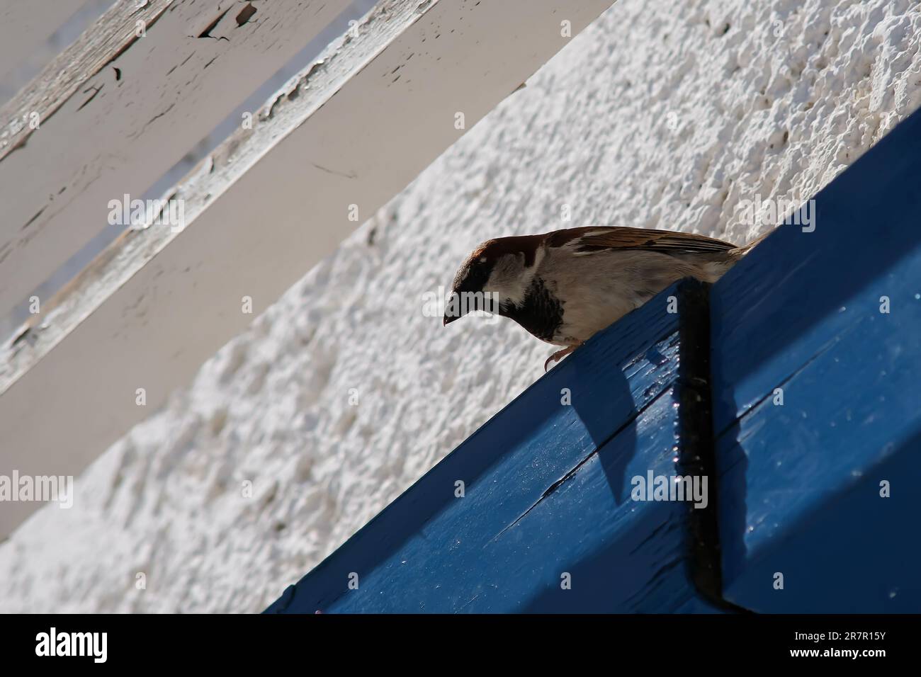 View of a single sparrow sitting on a roof Stock Photo - Alamy