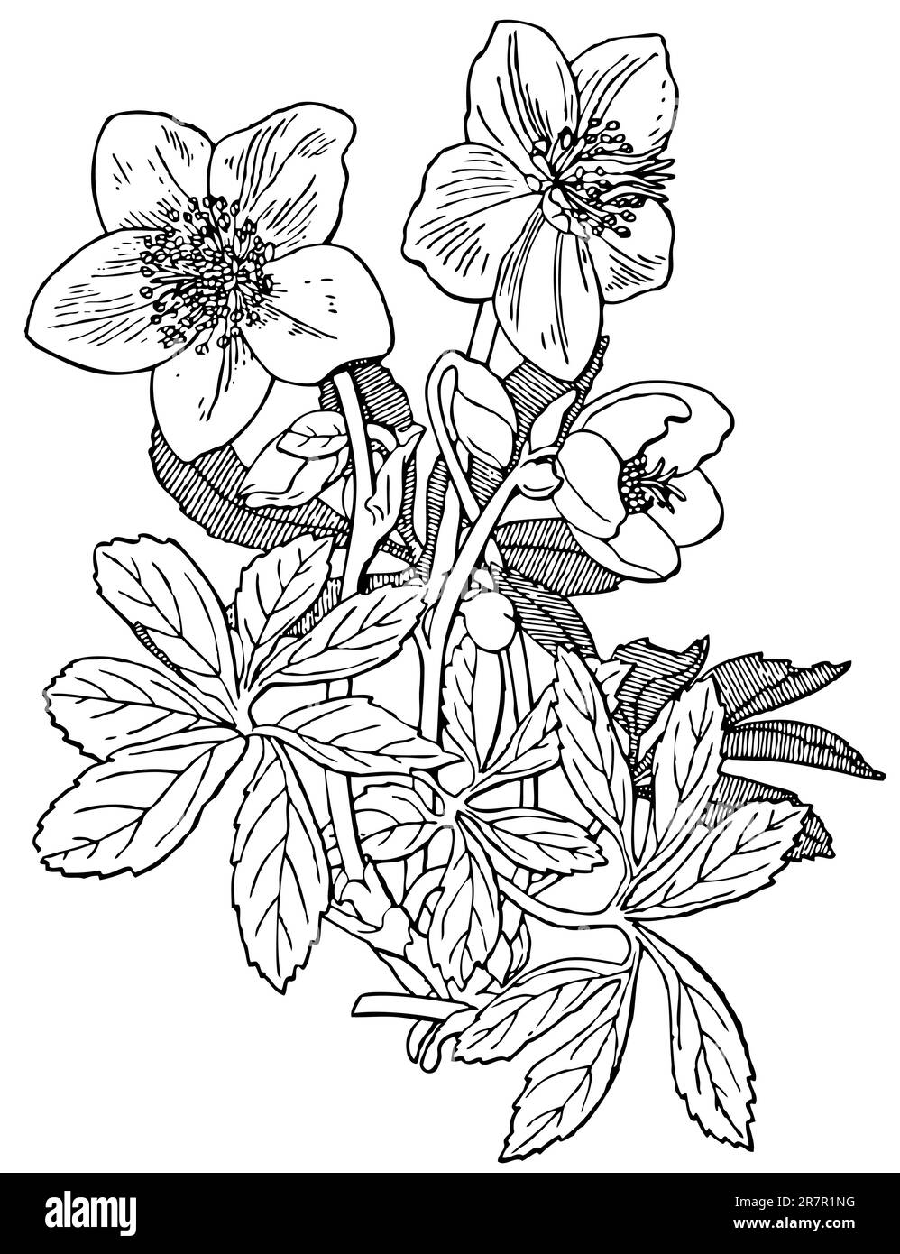 Plant Helleborus niger isolated on white Stock Vector Image & Art - Alamy