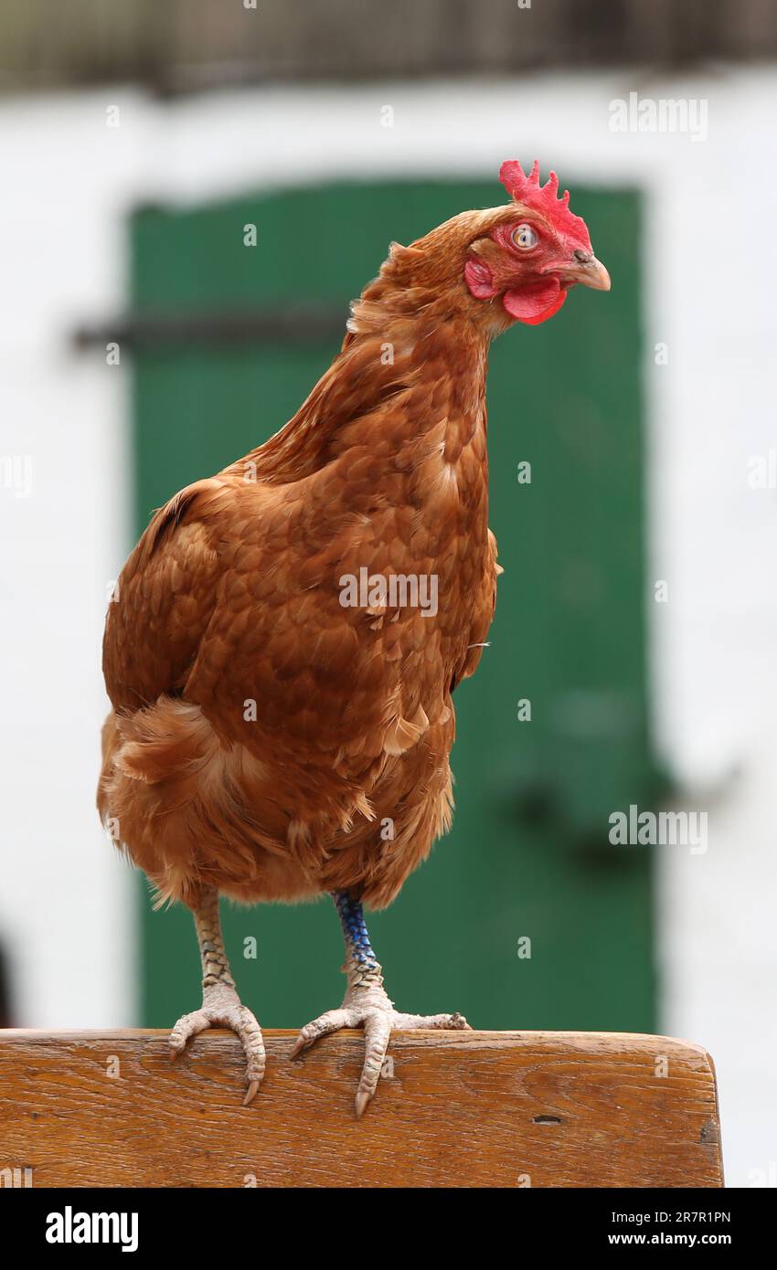 Chicken, hen portrait Stock Photo - Alamy