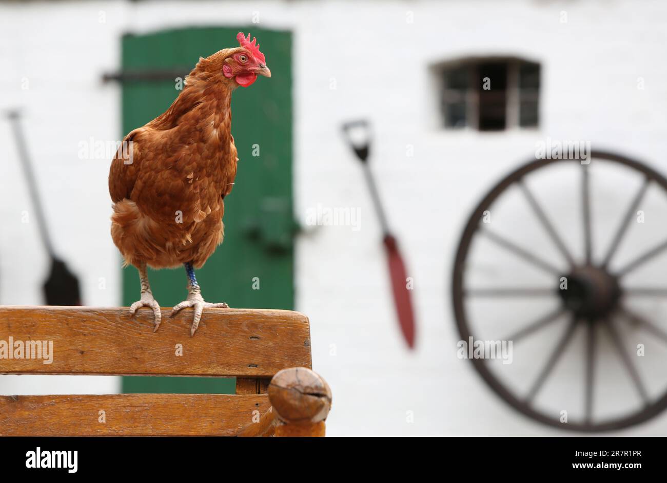 Chicken, hen posing on a farm Stock Photo - Alamy
