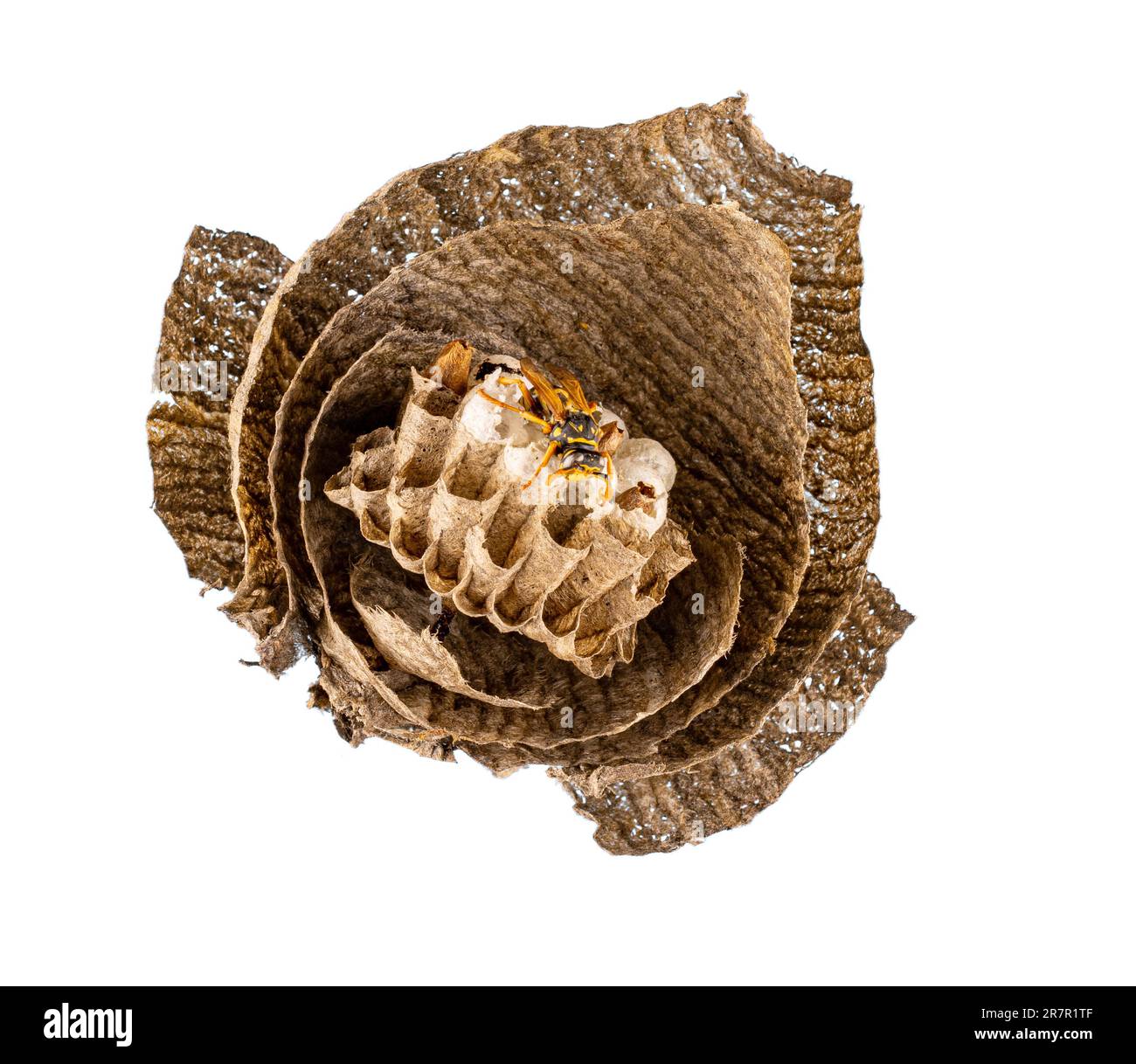 Wildlife wild nature Cut Out Stock Images & Pictures - Alamy