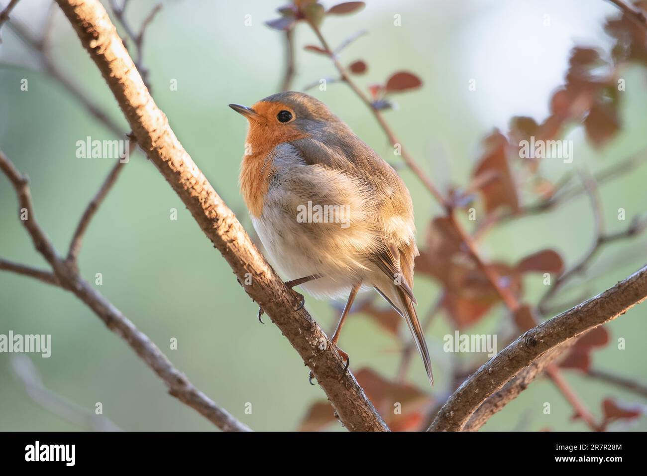 Songbird in autumn hi-res stock photography and images - Alamy
