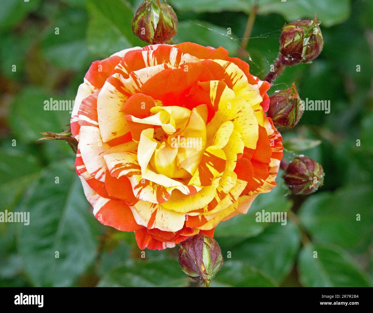Beautiful and large flower of rose Stock Photo - Alamy