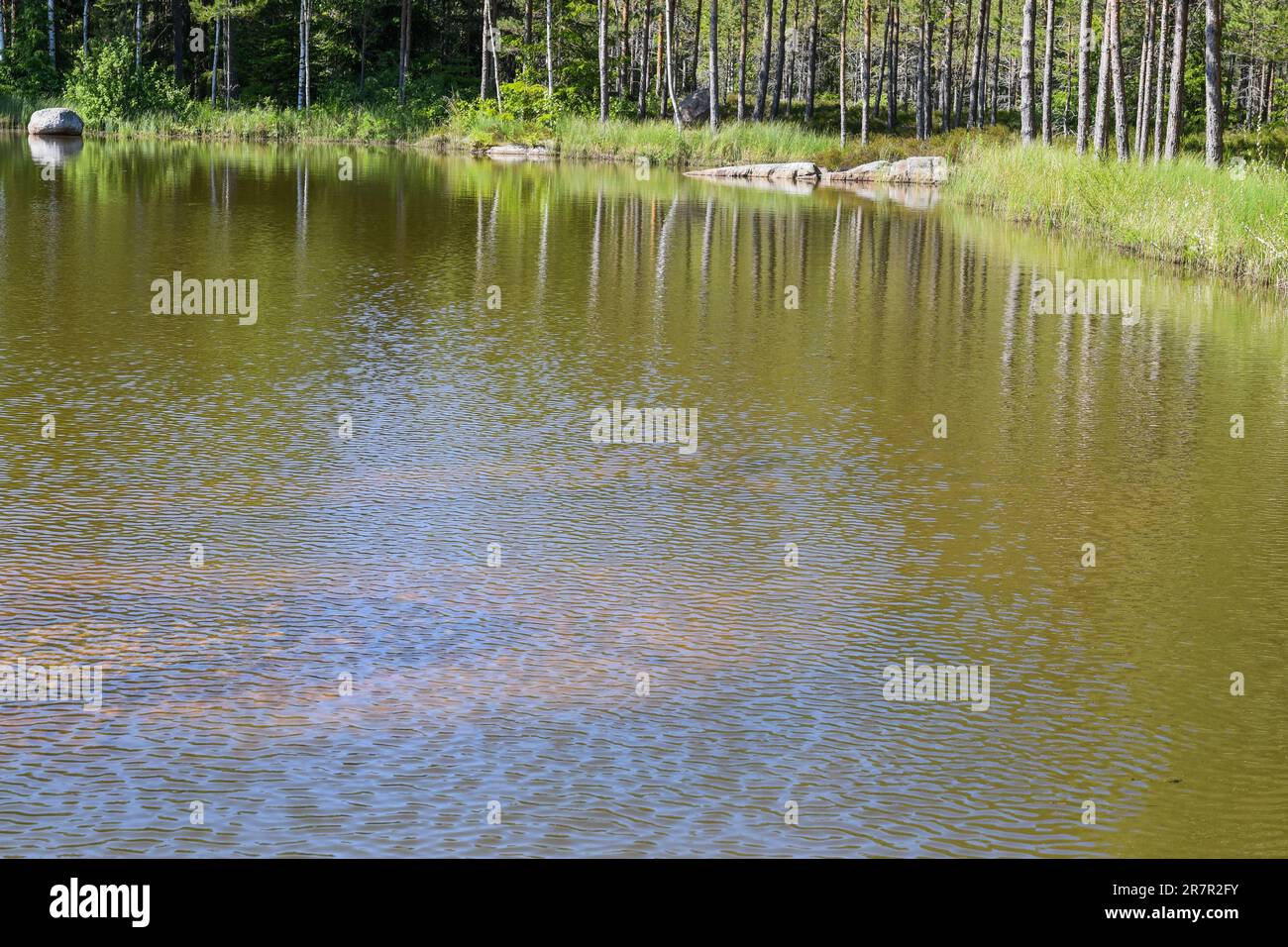 Forest pond in spring Stock Photo - Alamy