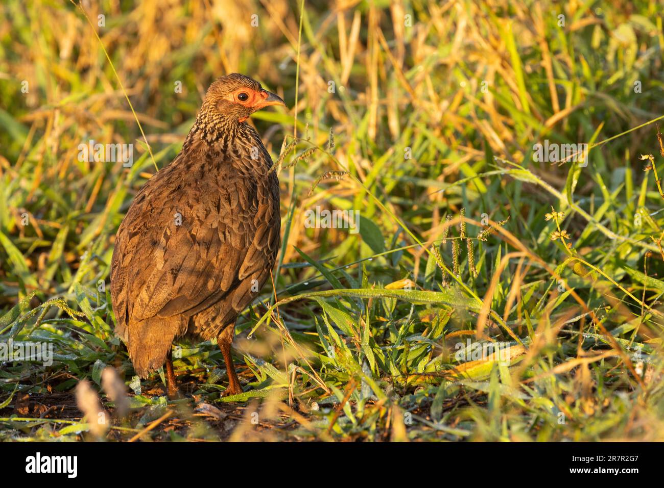 A Swainson's Spurfowl in the early morning light of Kruger National ...