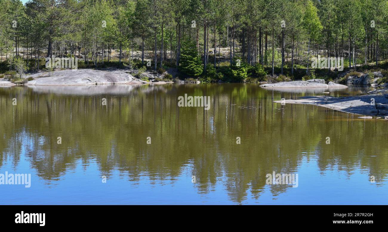 Forest pond in spring Stock Photo - Alamy