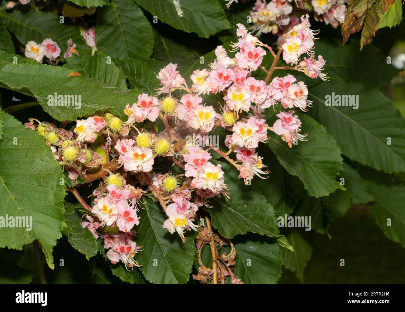 The Horse-chestnut tree produces a spectacular display of panicles of ...
