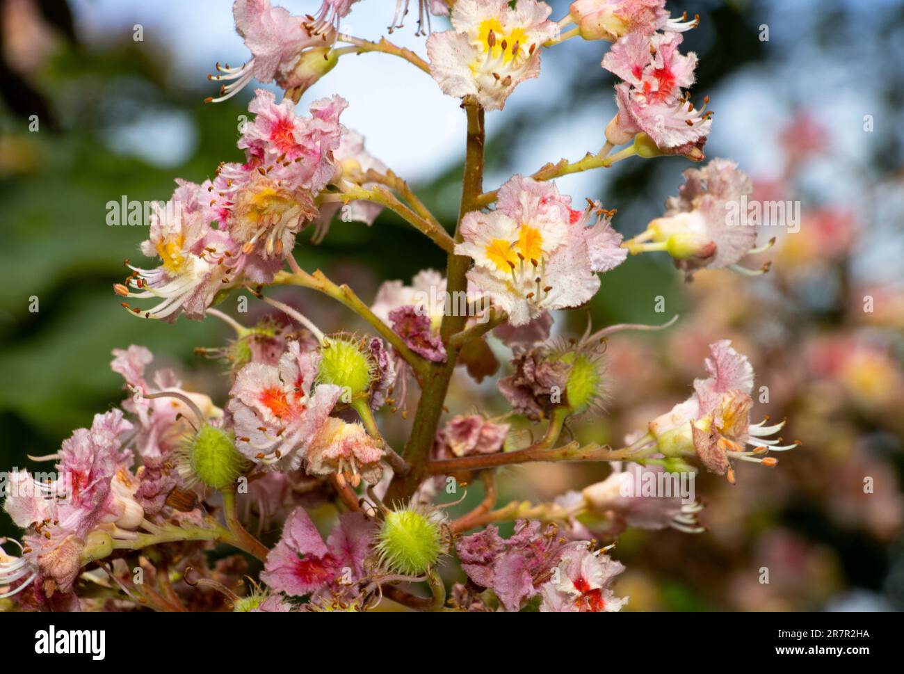 The Horse-chestnut tree produces a spectacular display of panicles of ...
