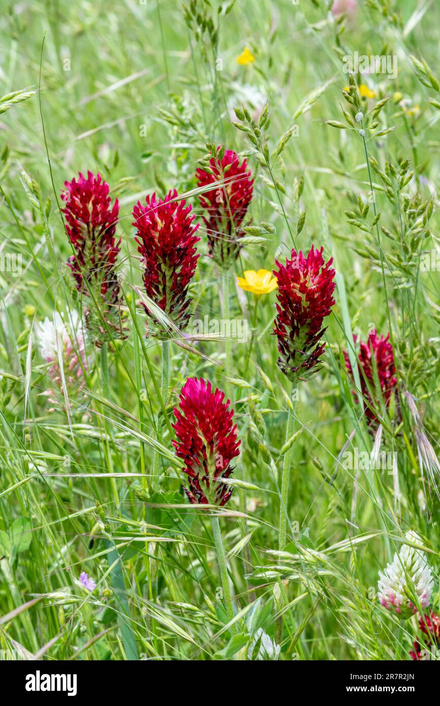 Crimson red clover growing in a field margin during May, Italy, Europe ...