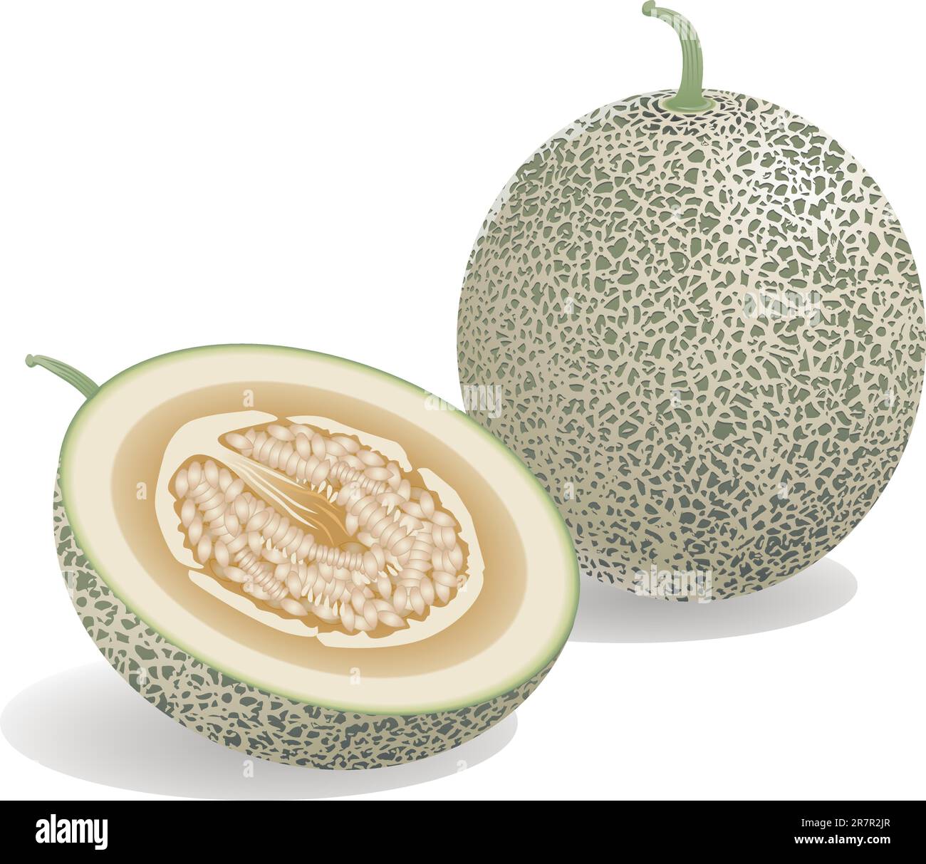 Realistic vector illustration of a melon and a half melon Stock Vector ...