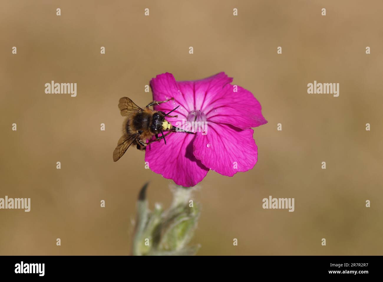 Close up Fork-tailed Flower Bee (Anthophora furcata), family Apidae on ...