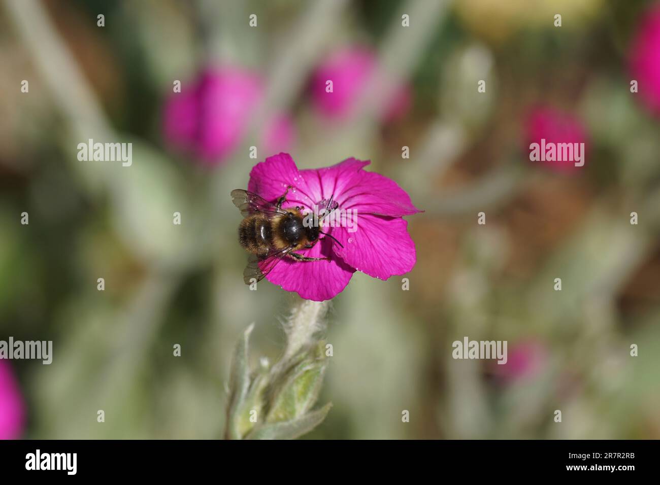 Close up Fork-tailed Flower Bee (Anthophora furcata), family Apidae on ...