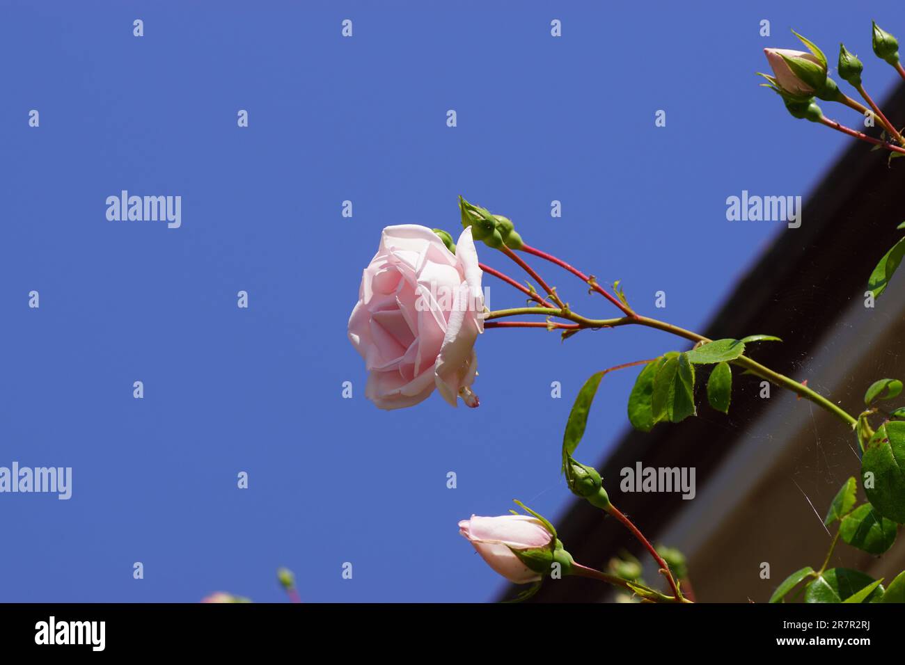 Close up of pink flowers, buds of a climbing rose (Rosa New Dawn ...